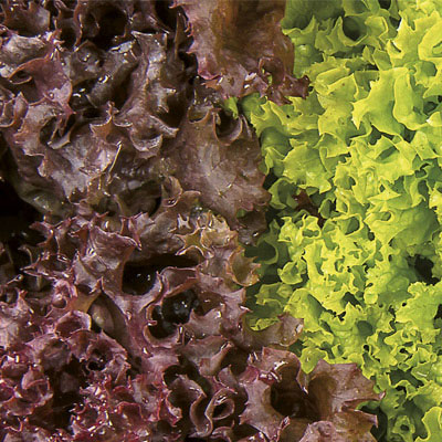 Lollo Salad - Op del Garda